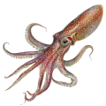 Exploring Cephalopod Anatomy: Comprehensive Squid Dissection