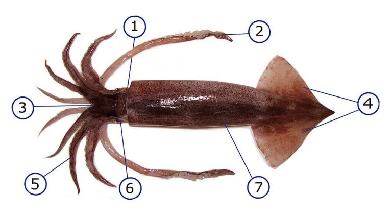 Tentacles! A Simple Squid Dissection for Beginners