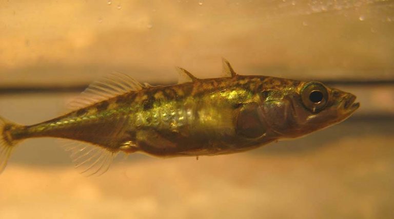 Investigation: Sticklebacks and Gene Regulation
