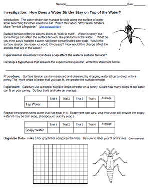 Investigation: How Does a Water Strider Stay Afloat?
