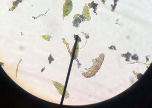Collecting and Observing Local Tardigrades