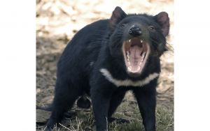Karyotype of Tasmanian Devil Chromosomes