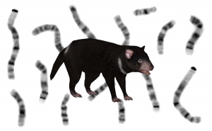 Tasmanian Devil Karyotype (Remote Version)