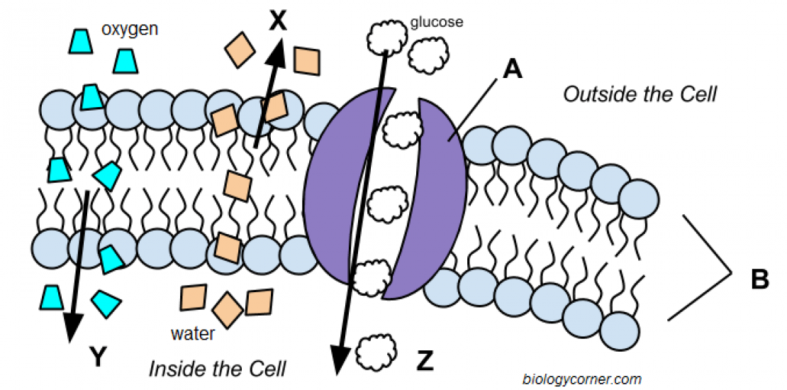 Cell Membrane Transport Graphic Organizer