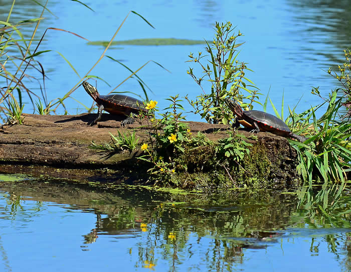 Biology (Bee Book) Units 1 & 2 Reading Guides