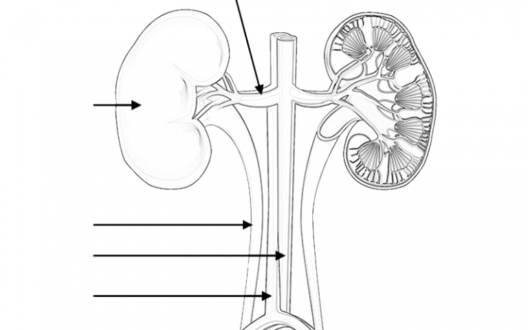 Free Urinary System Label with 4 Versions