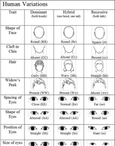 Variations on a Human Face