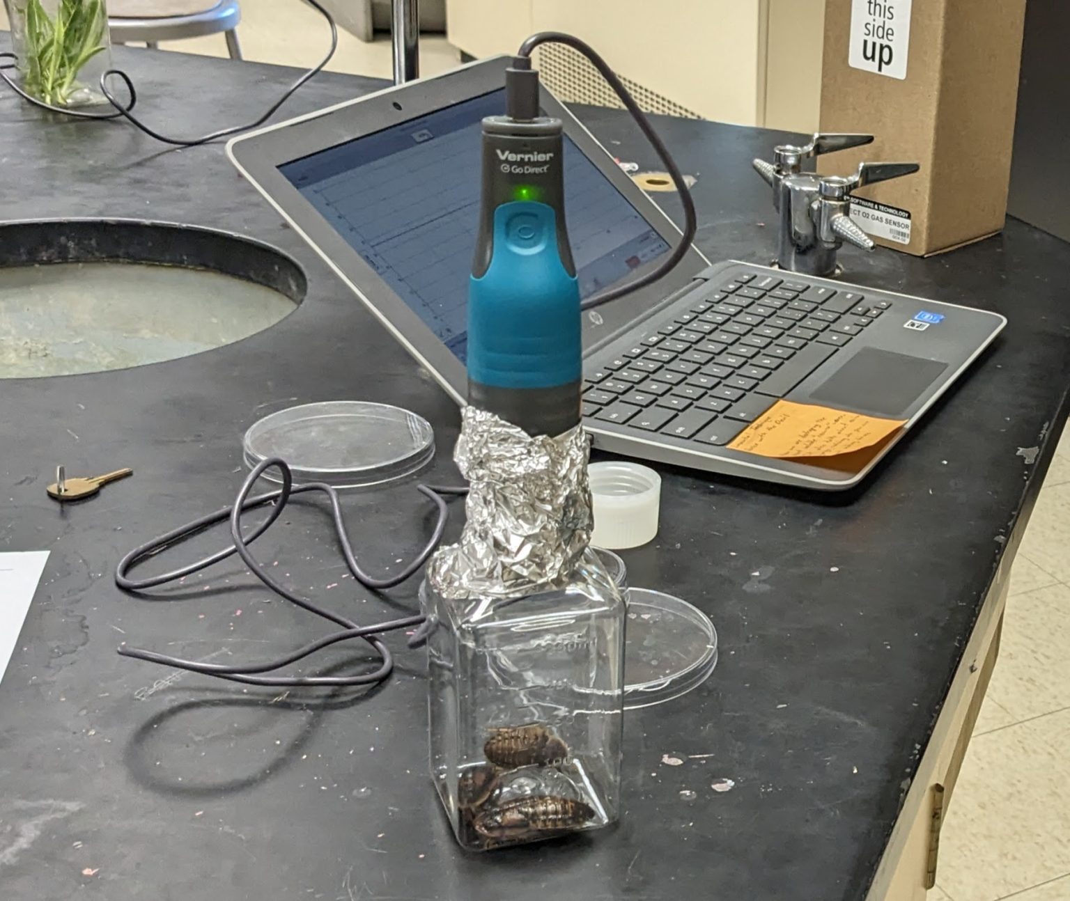 Inquiry Lab on Photosynthesis and Respiration