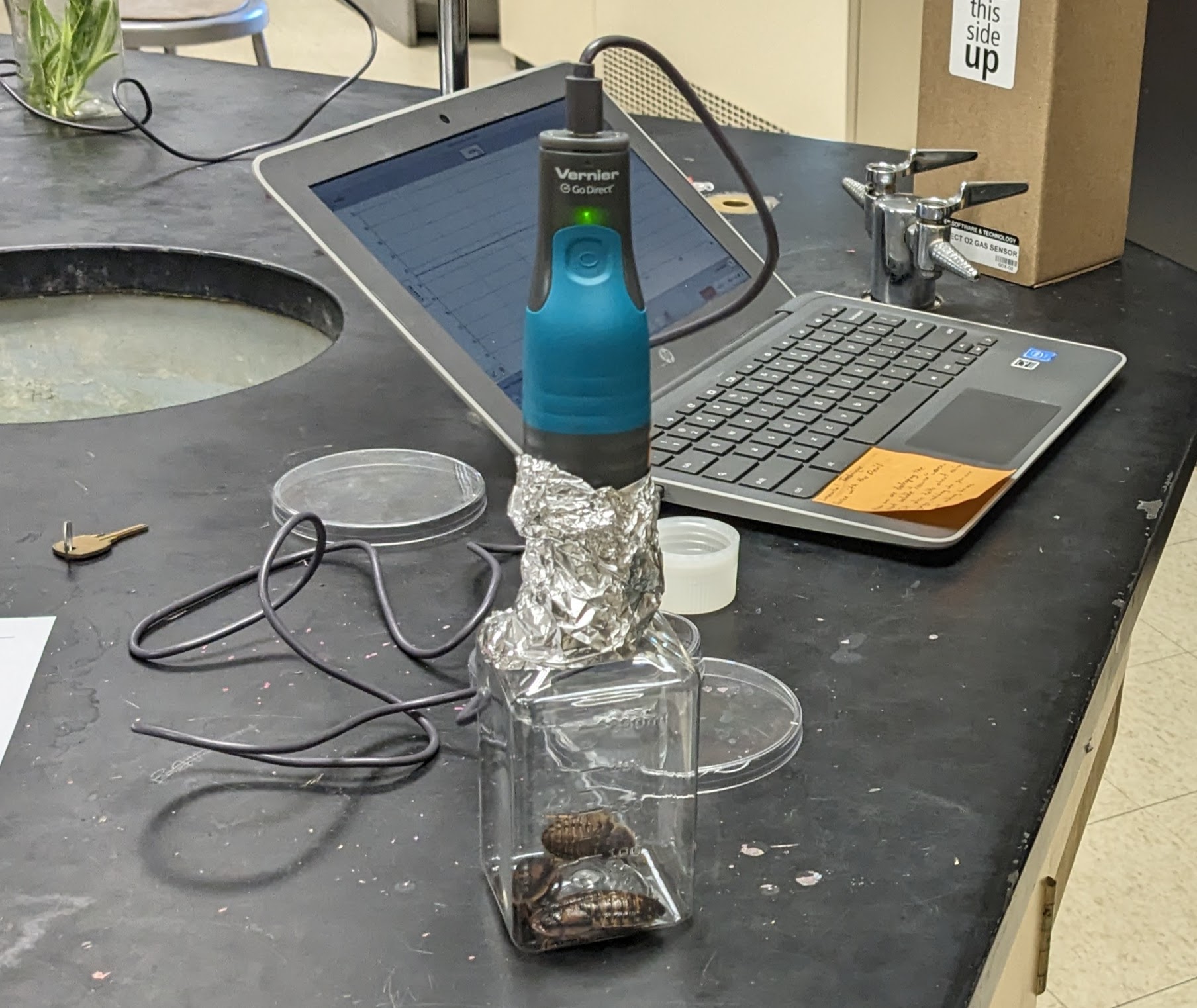 Inquiry Lab on Photosynthesis and Respiration