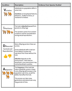 VIDA - A Chart that Summarizes the Process of Evolution