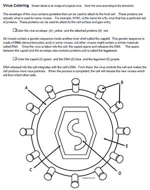 Coloring Activity on How Viruses Infect Cells